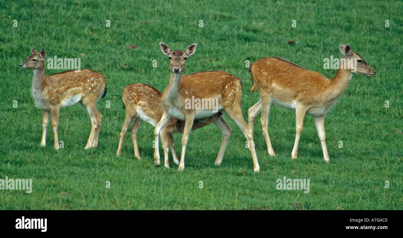 Fallow deer family hi-res stock photography and images - Alamy