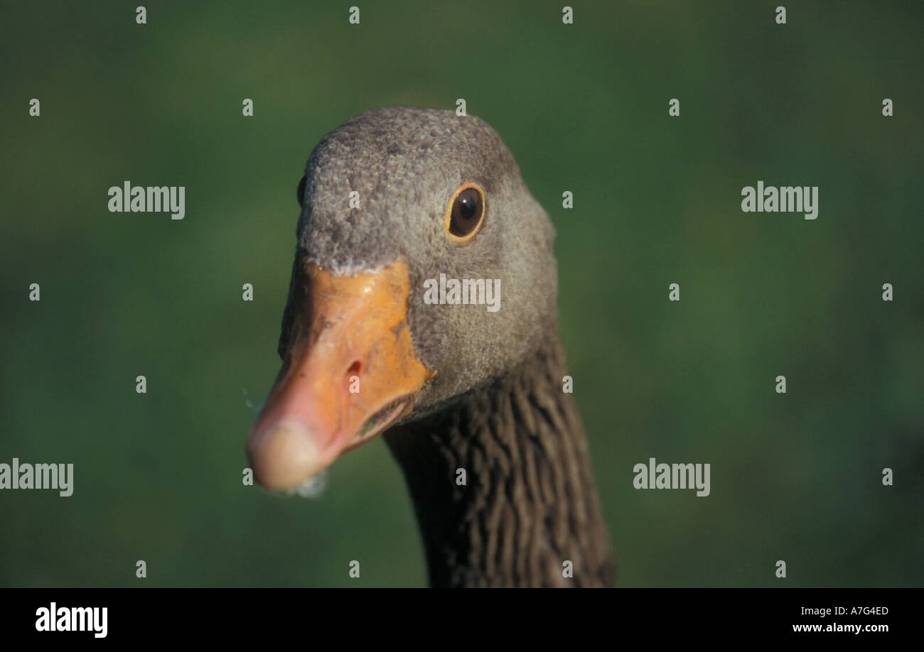 greylag goose s head Stock Photo - Alamy