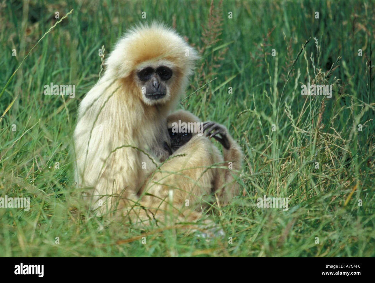 white handed gibbon sitting Stock Photo - Alamy