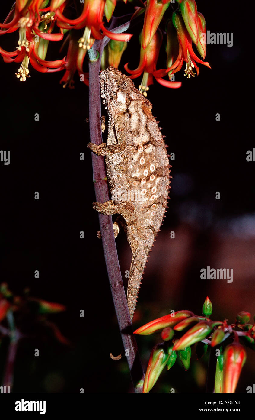 Eastern Dwarf Chameleon Bradypodion ventrale South Africa Tsitsikamma ...