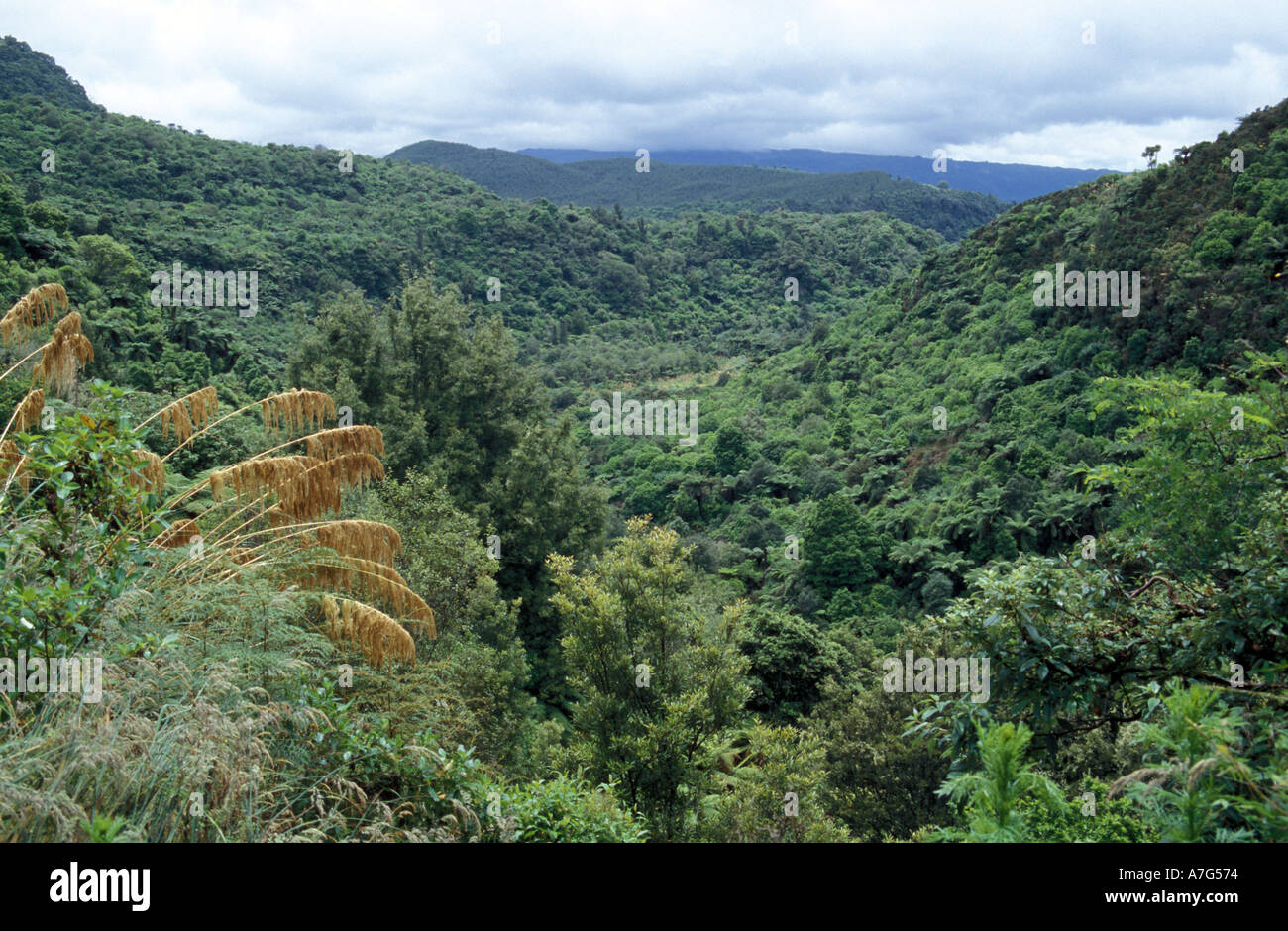 bush land of new zealand Stock Photo - Alamy
