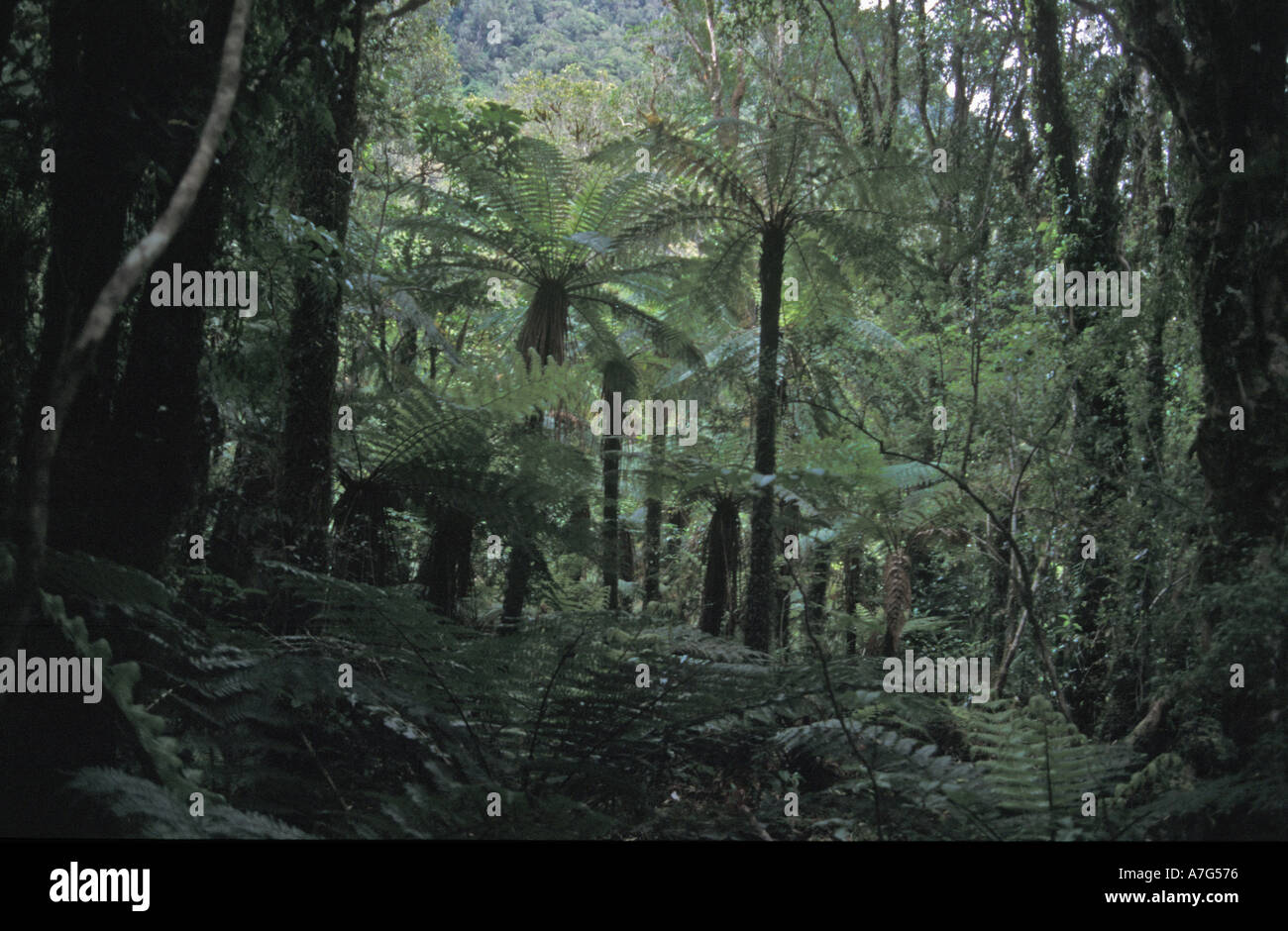 Dense area hi-res stock photography and images - Alamy