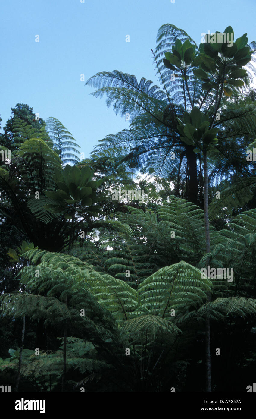 Felix bush hi-res stock photography and images - Alamy