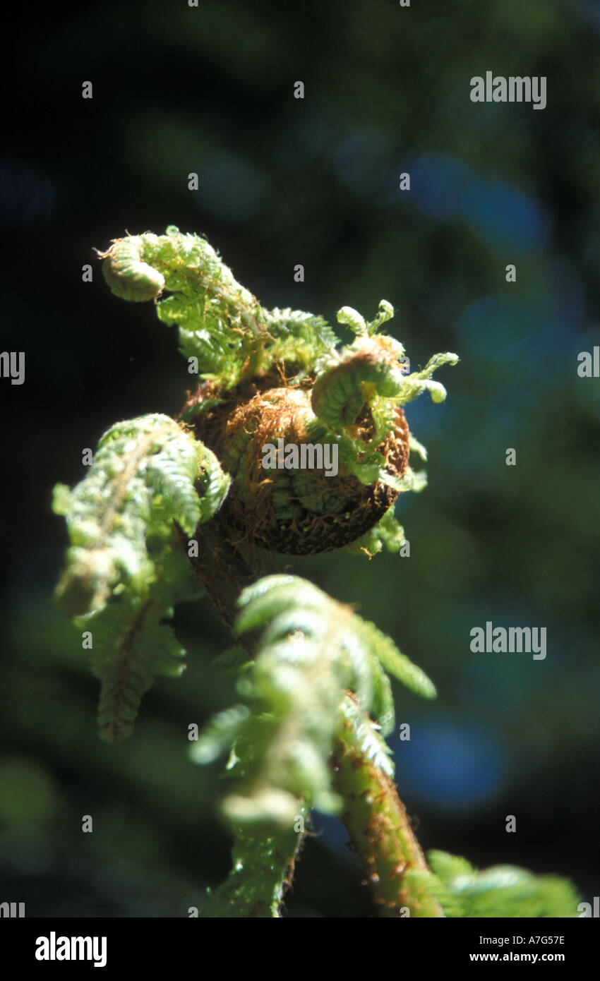 New zealand curled fern hi-res stock photography and images - Alamy