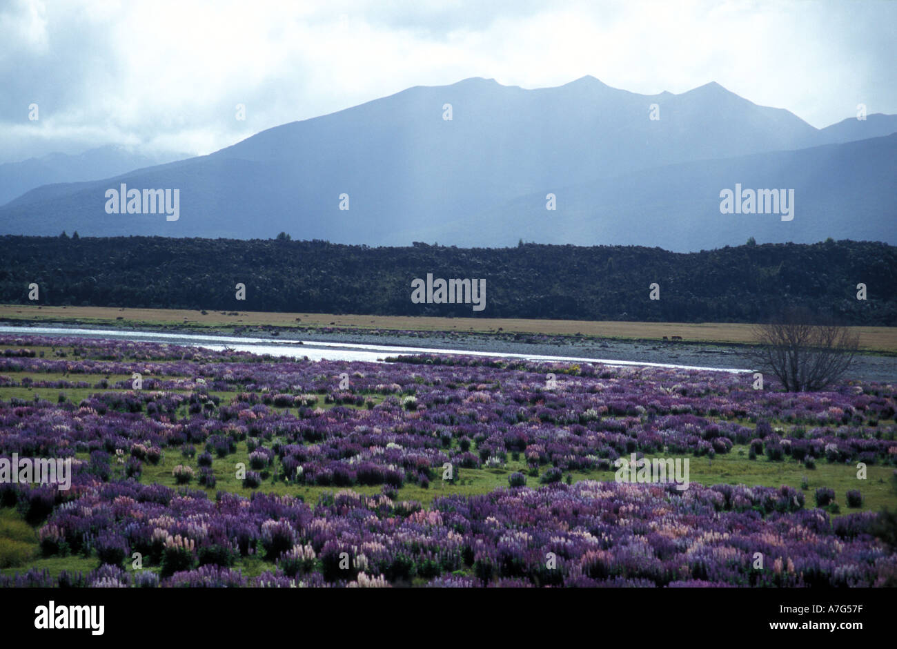 lupin field new zealand Stock Photo - Alamy