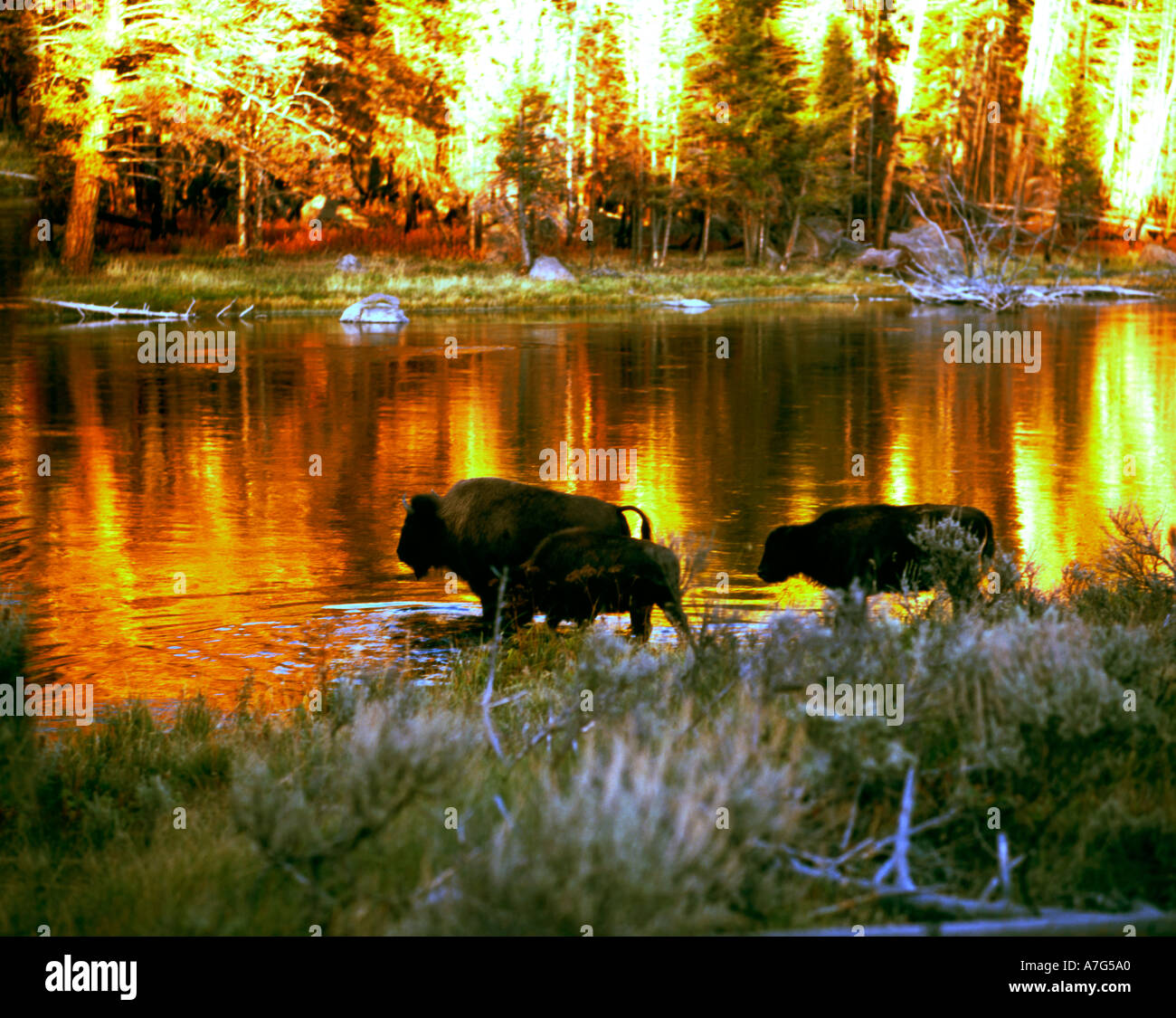 Herd buffalo crossing madison river hi-res stock photography and images ...