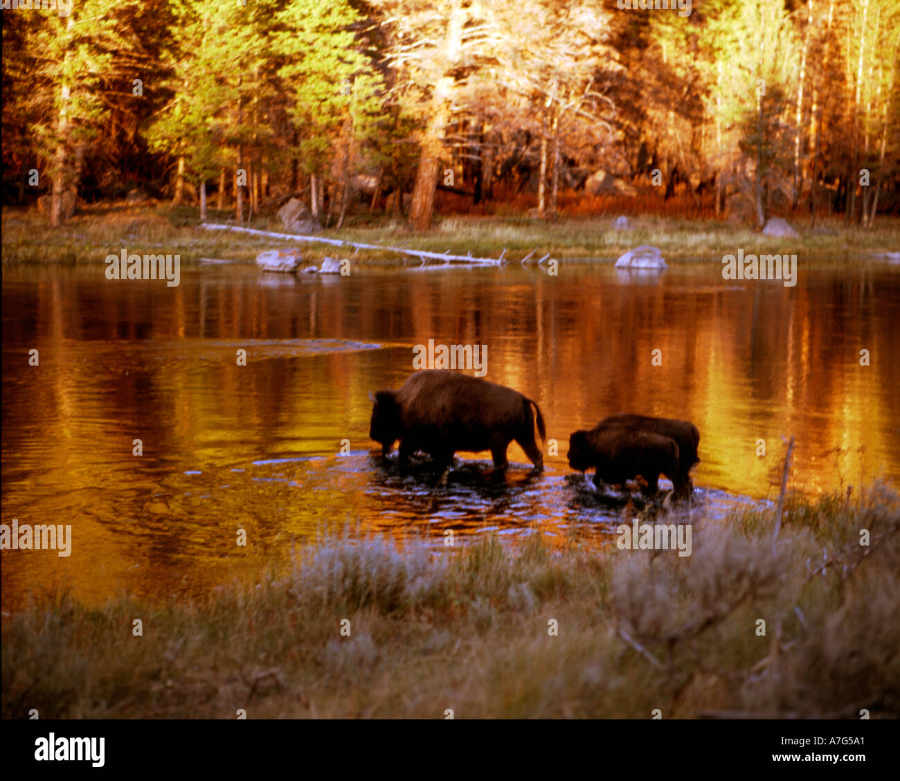 Herd buffalo crossing madison river hi-res stock photography and images ...
