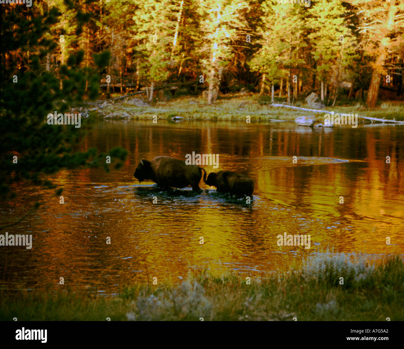 American Bison or Buffalo crossing the Madison River in Yellowstone ...