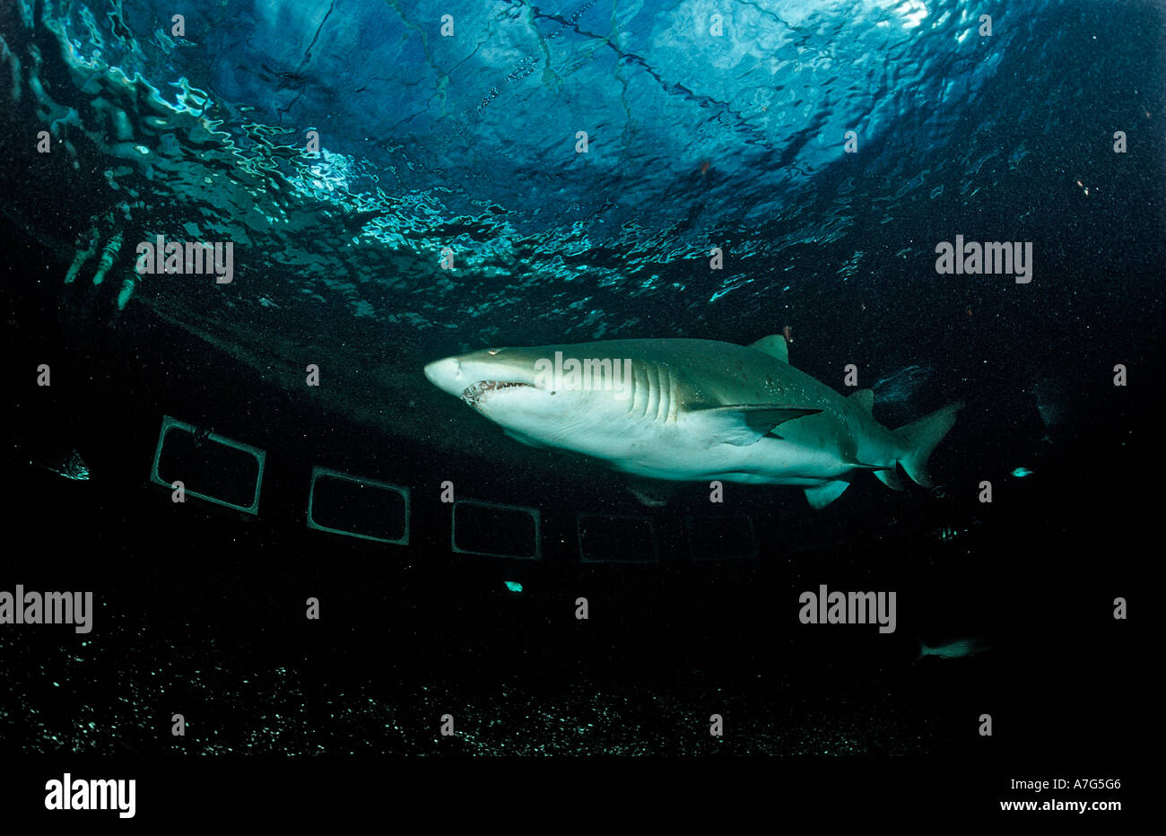Sand tiger odontaspis taurus hi-res stock photography and images - Alamy