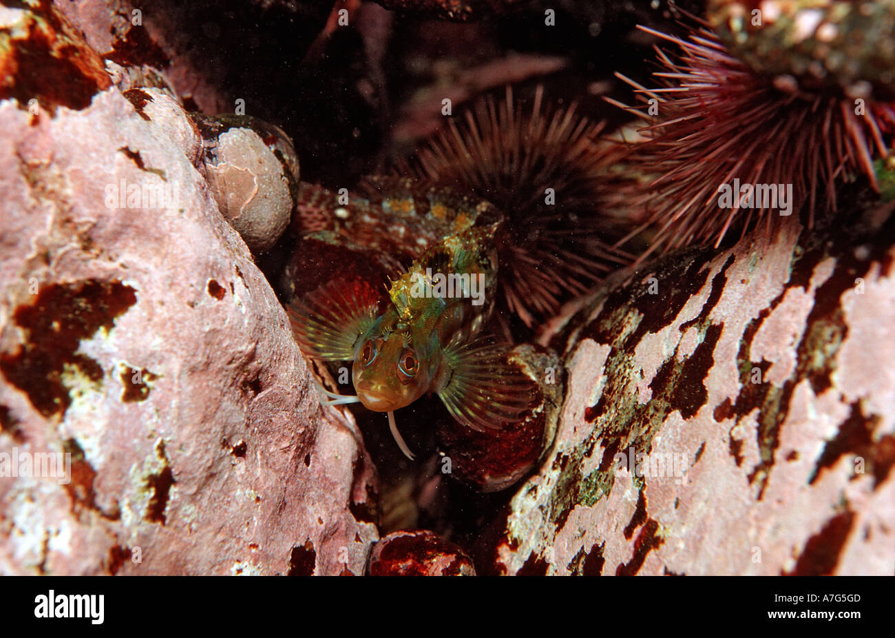 Blenny Blenniidae South Africa Tsitsikamma National Park Indian Ocean ...