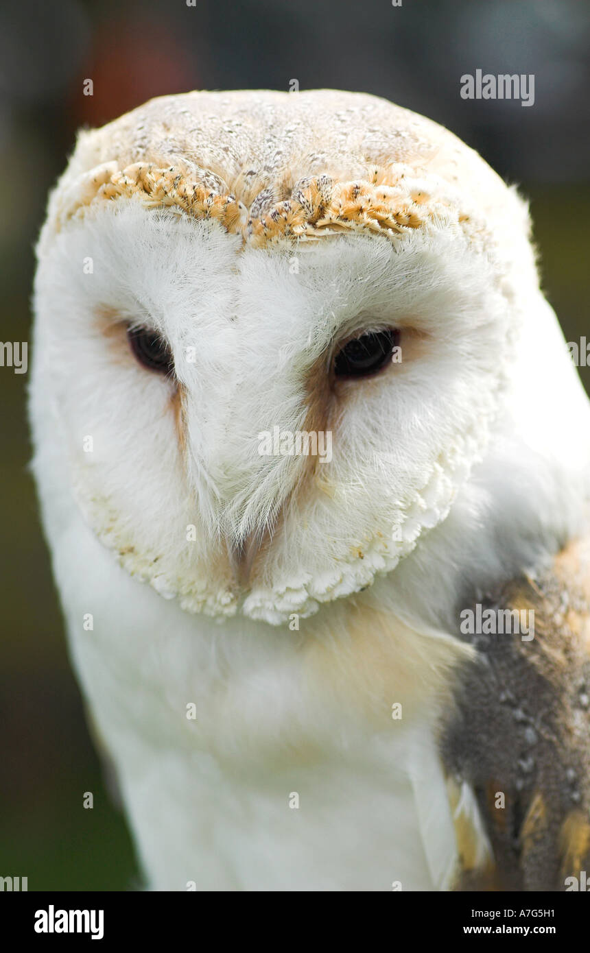 Heart face owl hi-res stock photography and images - Alamy