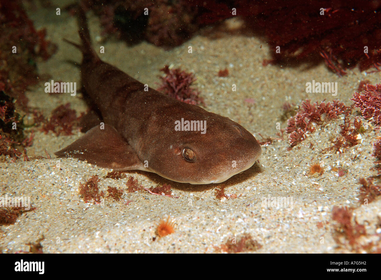 Catsharks hi-res stock photography and images - Alamy