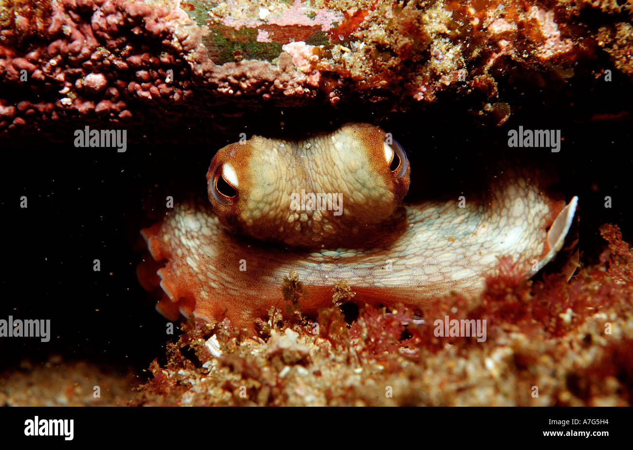 Octopus Vulgaris Arms High Resolution Stock Photography and Images - Alamy