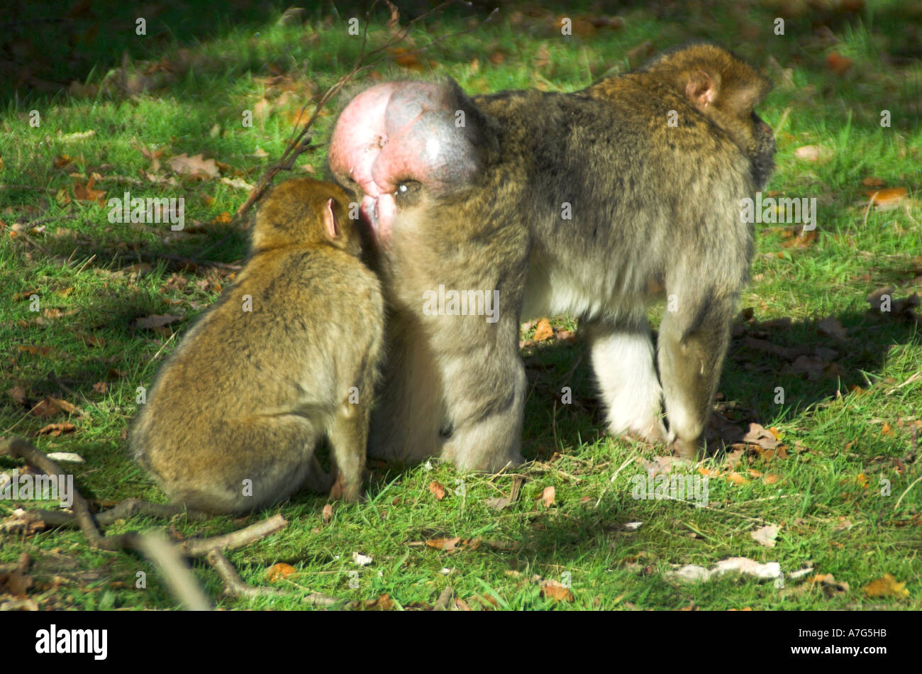 Barbary Macaque monkeys Stock Photo - Alamy
