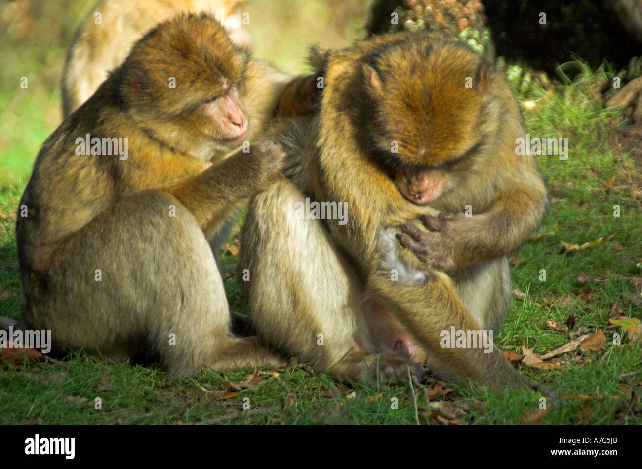 Grooming Barbary Macaque monkey Stock Photo - Alamy