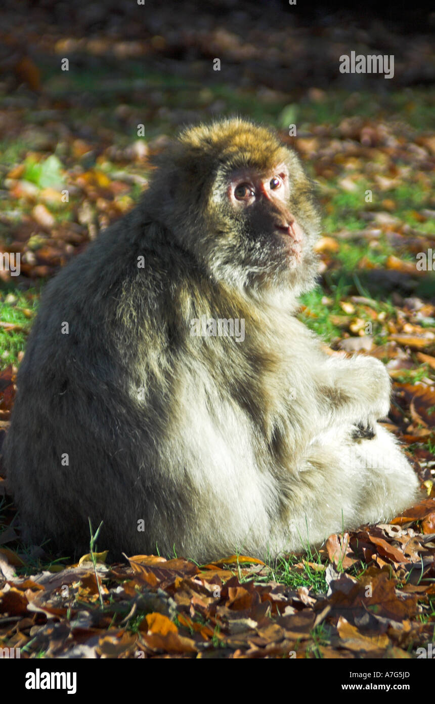 Barbary Macaque monkey Stock Photo - Alamy