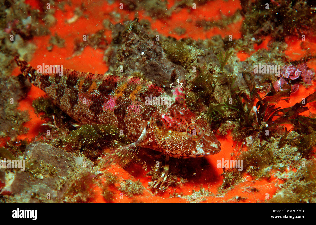 Blenny Blenniidae South Africa Tsitsikamma National Park Indian Ocean ...