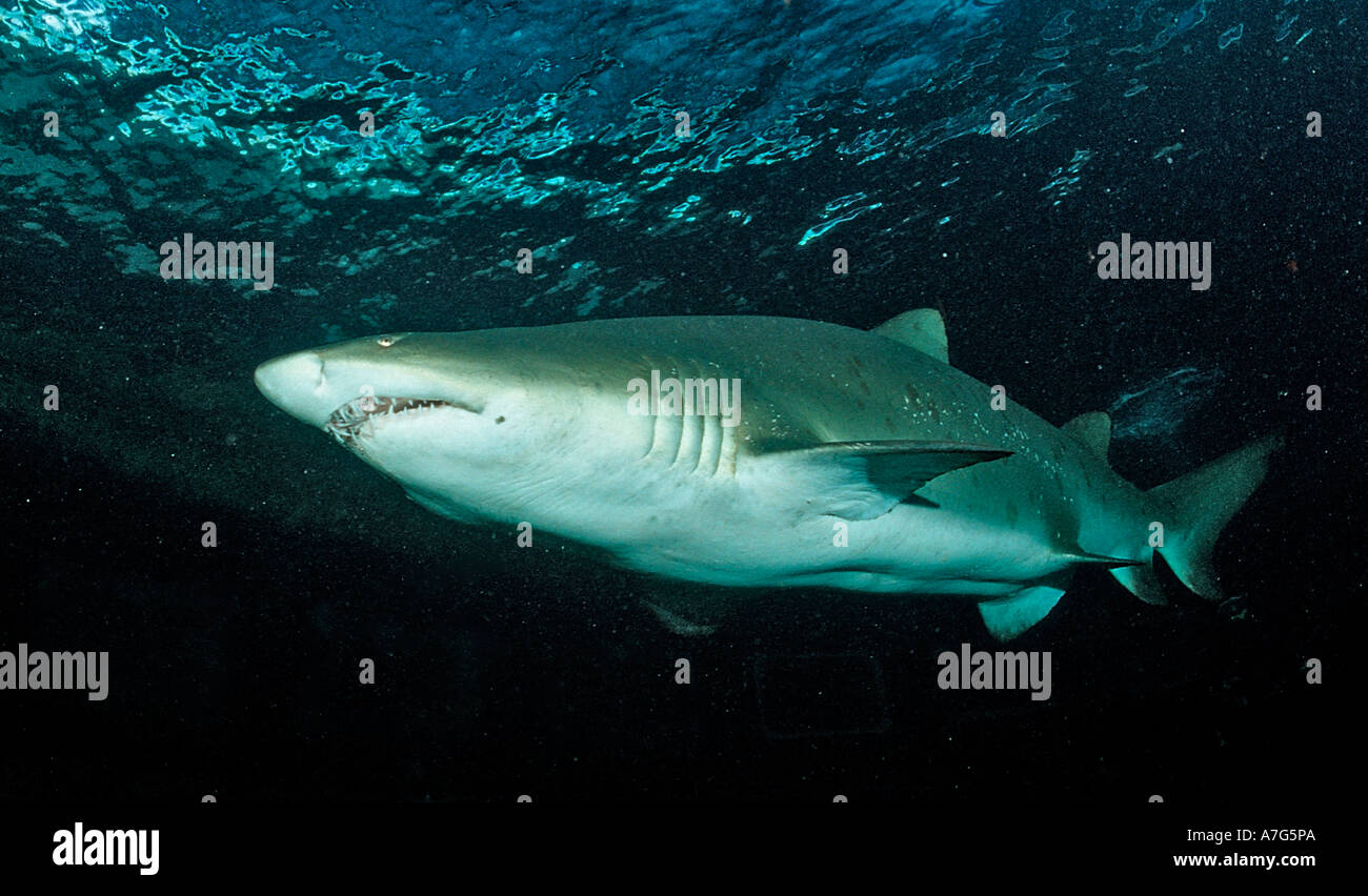 Odontaspis hi-res stock photography and images - Alamy