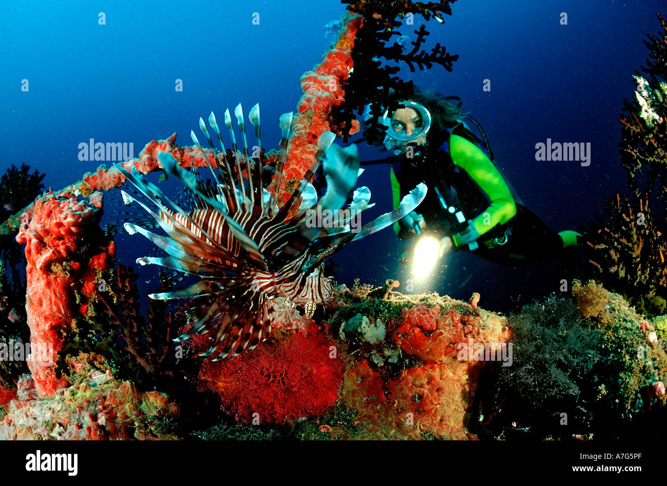 Scuba diver and lionfish at ship wreck Maldives Victory Pterois ...
