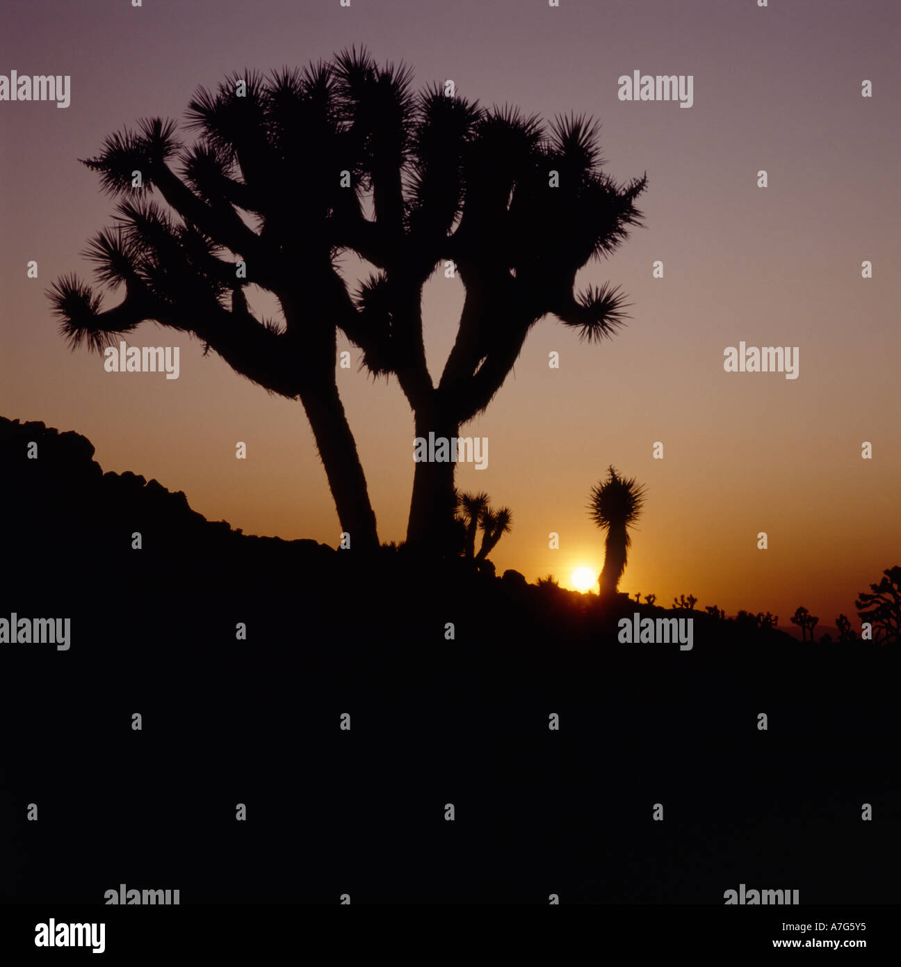 Sunset of a silhouetted Joshua Tree in a California Desert Stock Photo ...