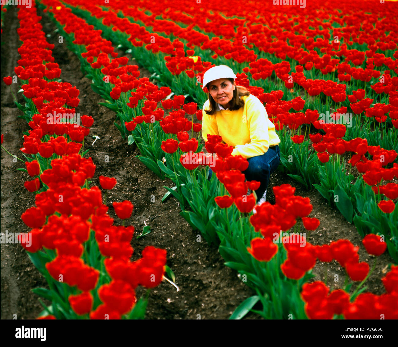 Tulip fields at Wooden Shoe Tulip Farm in the Willamette Valley of ...