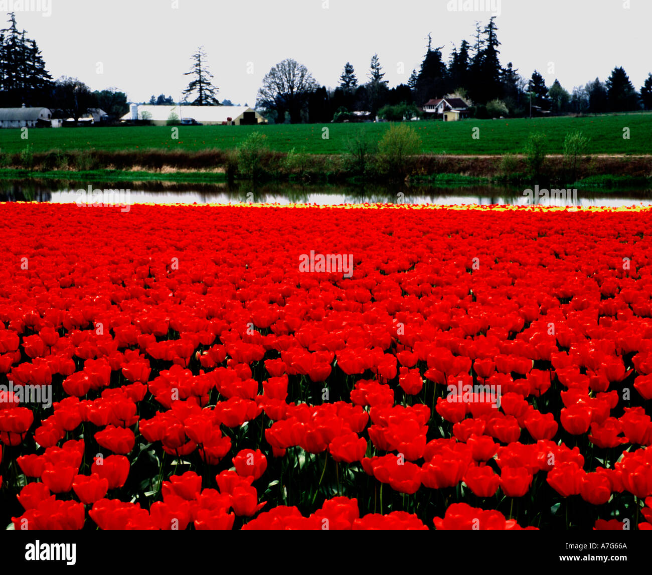Tulip fields at Wooden Shoe Tulip Farm in the Willamette Valley of ...