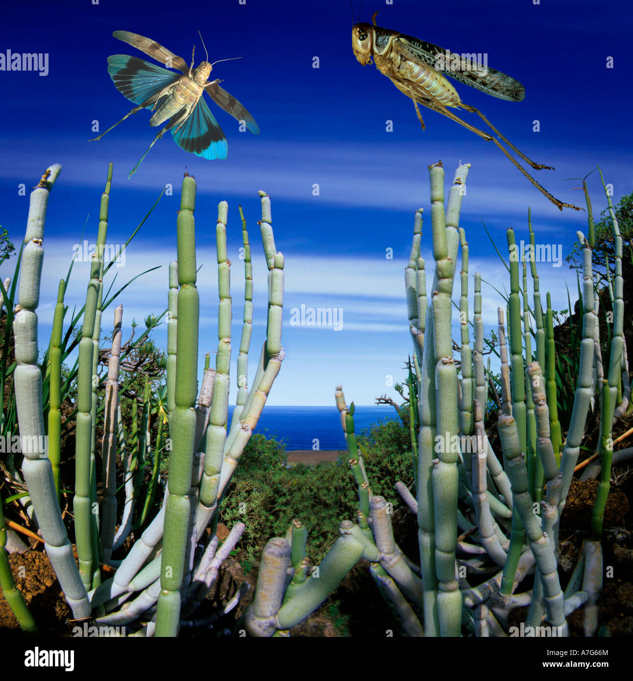 Jumping crickets hi-res stock photography and images - Alamy