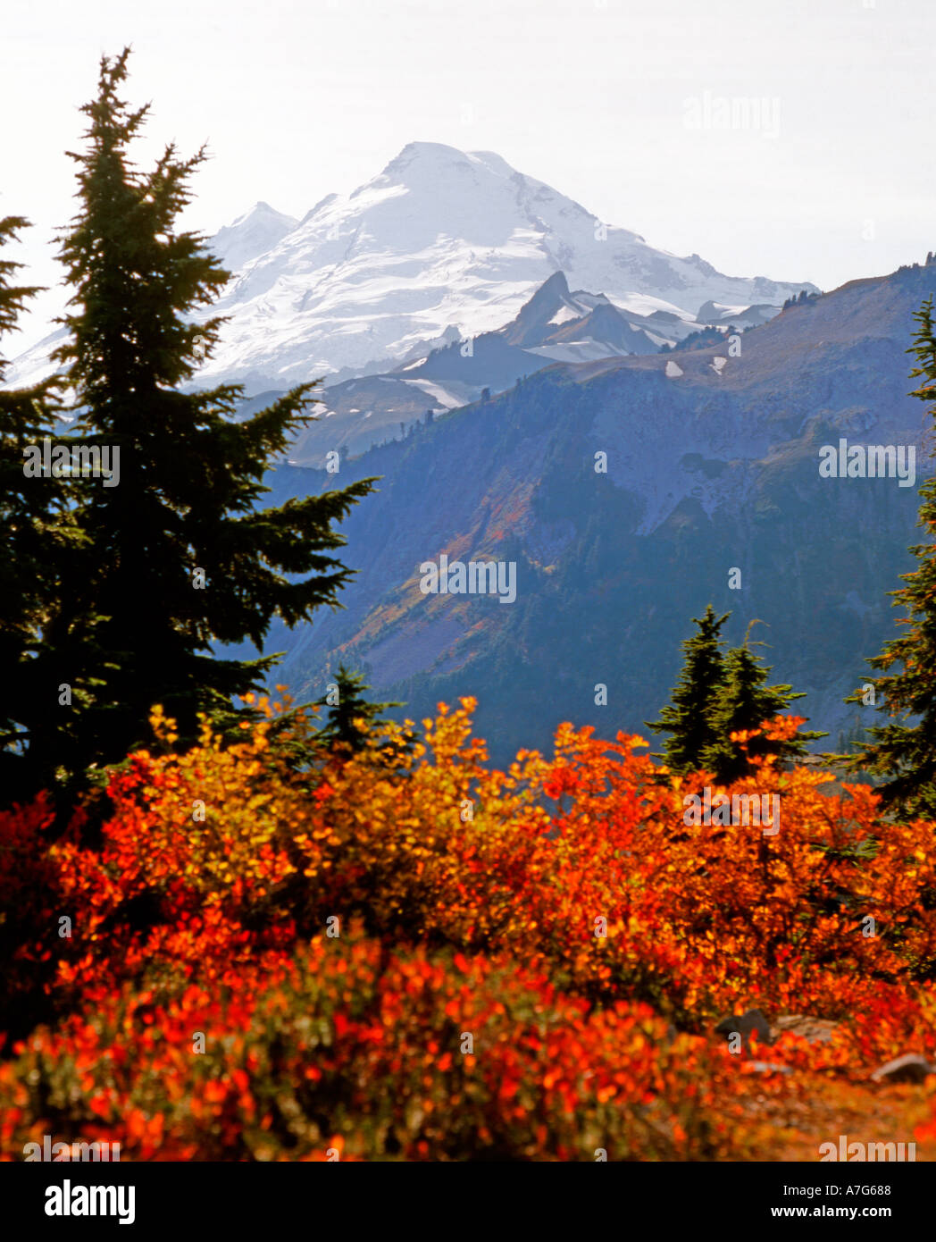 Mount Baker in the Baker National Forest in Northern Washington with ...