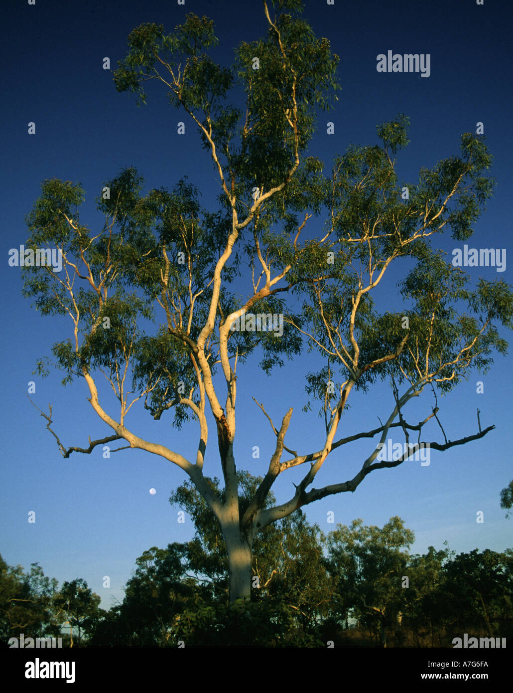 Eucalyptus tree Western Australia Australia Stock Photo - Alamy