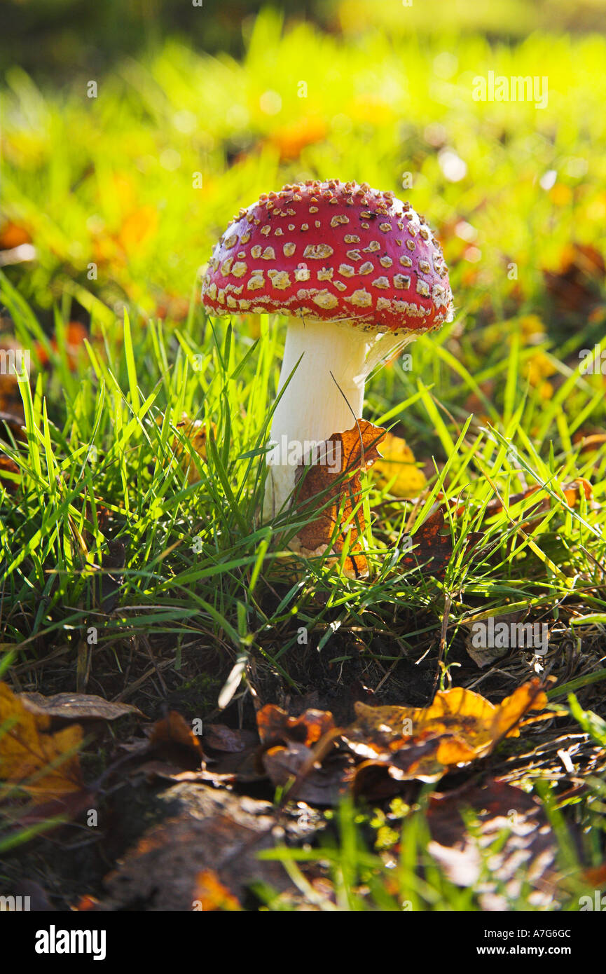 Pretty fungus hi-res stock photography and images - Alamy