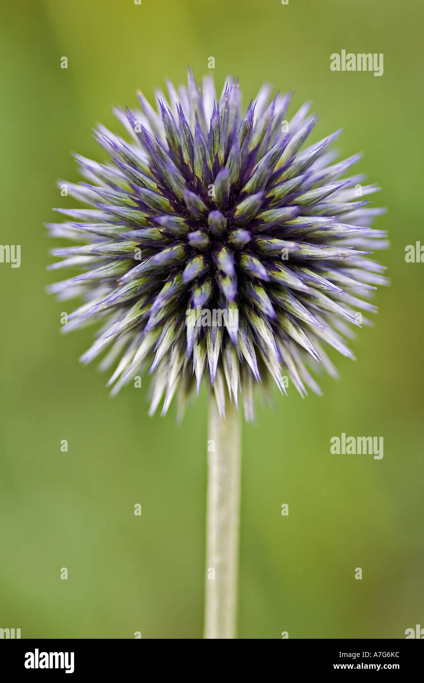 Blue allium flower hi-res stock photography and images - Alamy