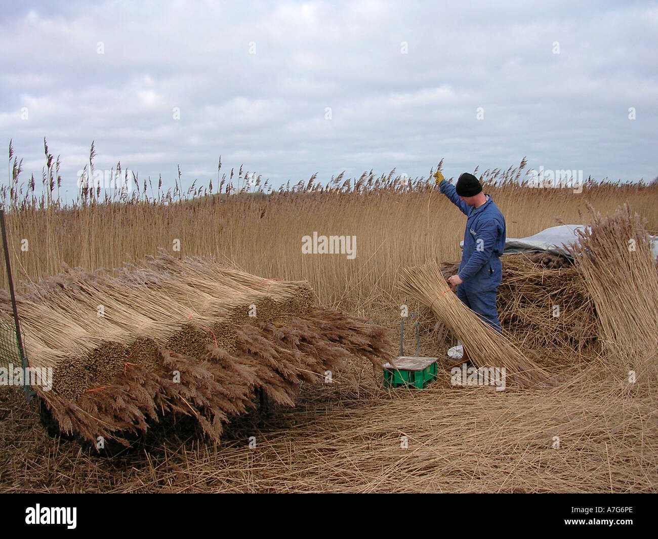 Norfolk reed cutter hard at work harvesting this years crop Stock Photo ...