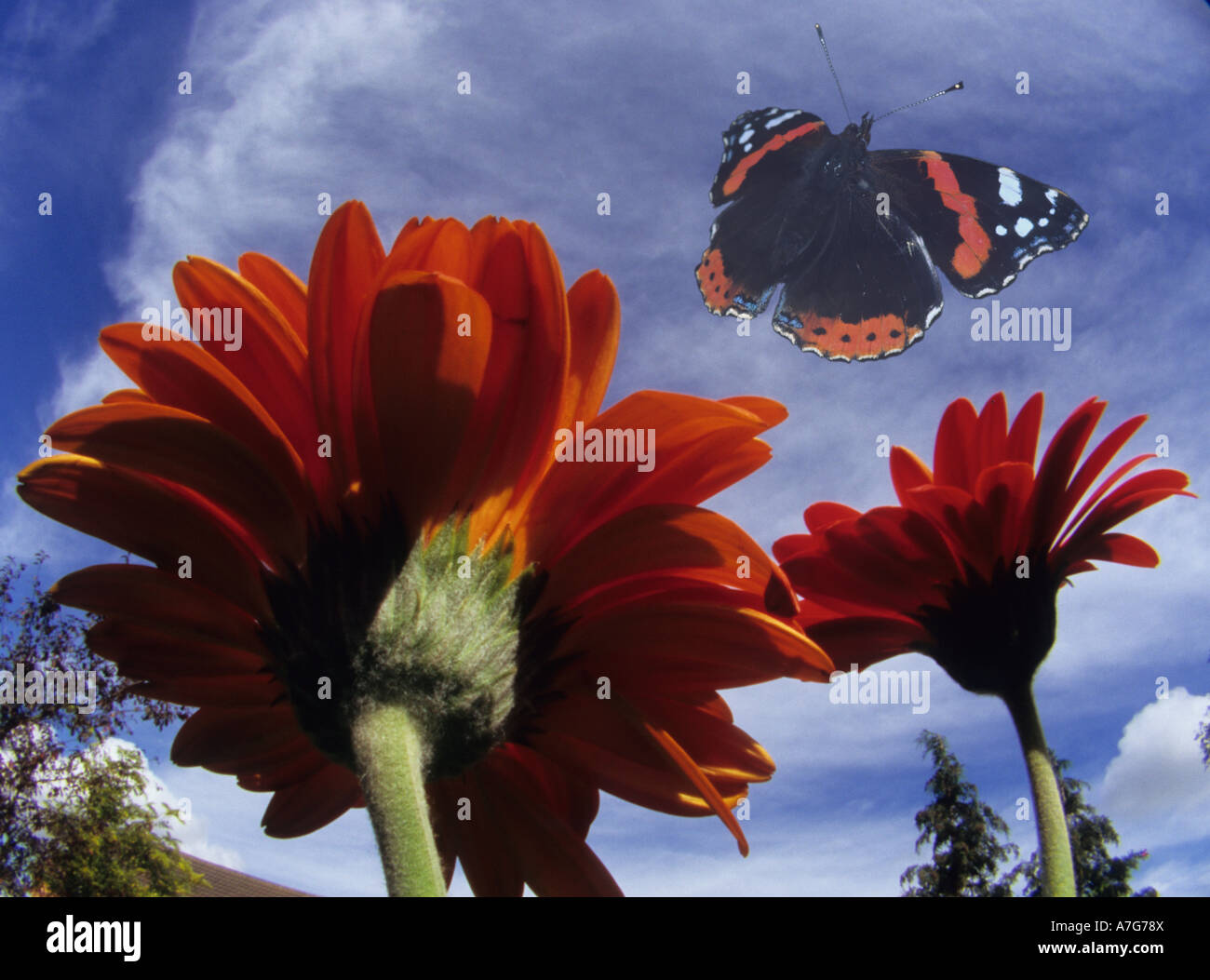 red admiral butterfly in flight Stock Photo - Alamy