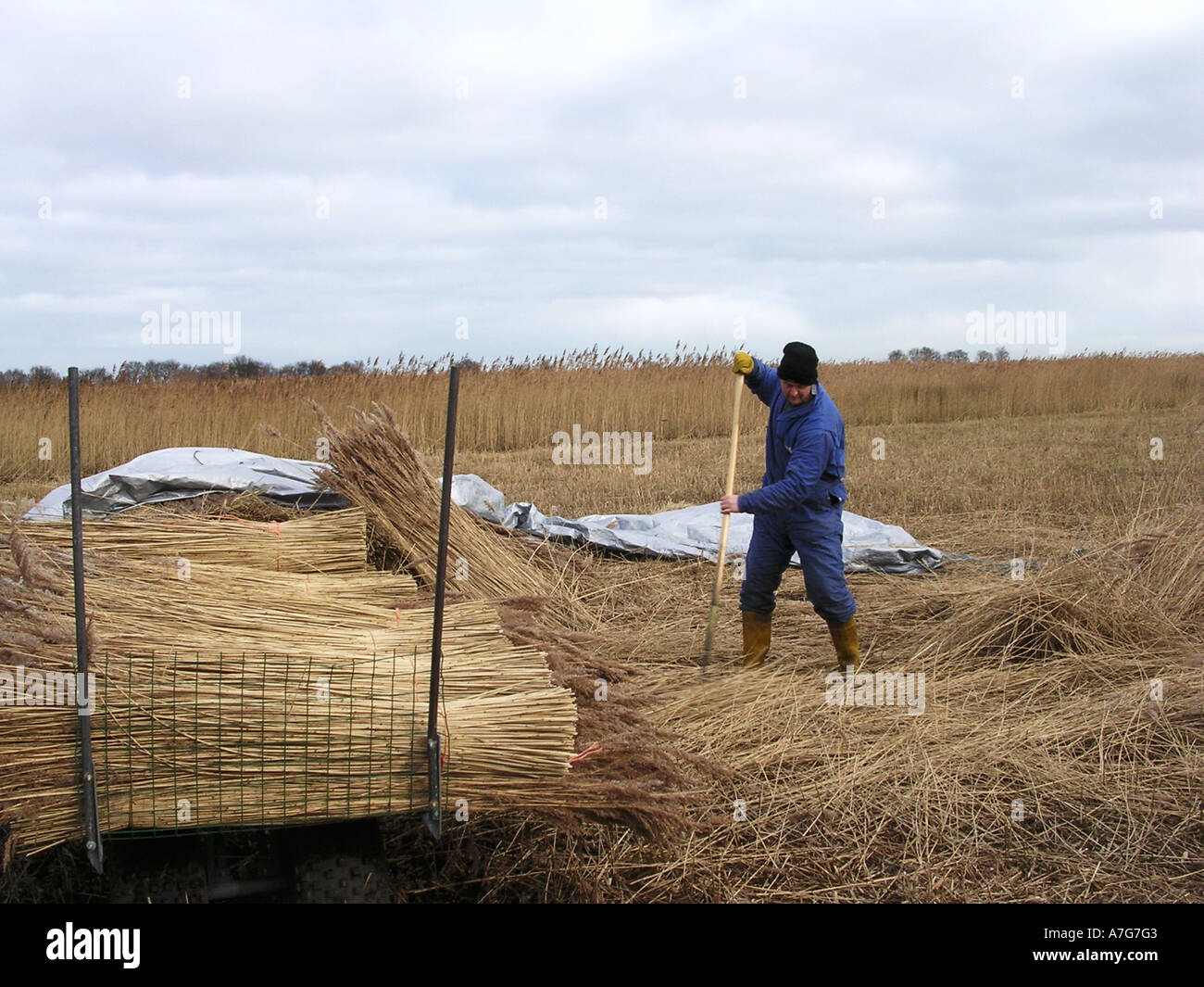 Reed cutter hi-res stock photography and images - Alamy