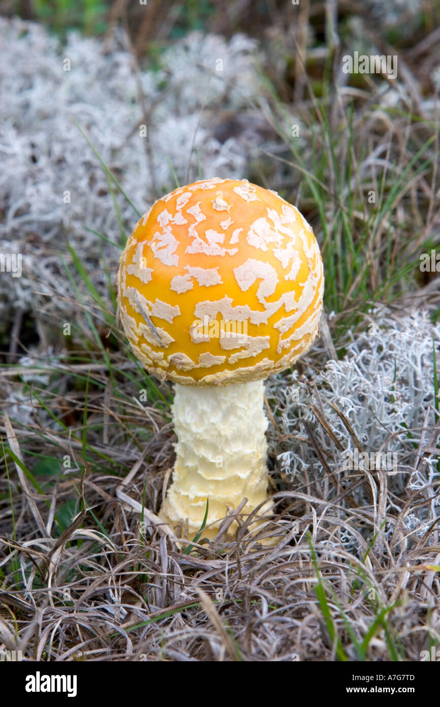 Yellow patches mushroom in moss Stock Photo - Alamy