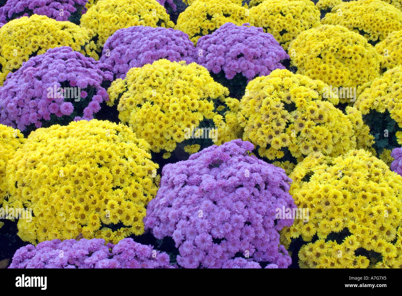 Large planting of mums Stock Photo - Alamy