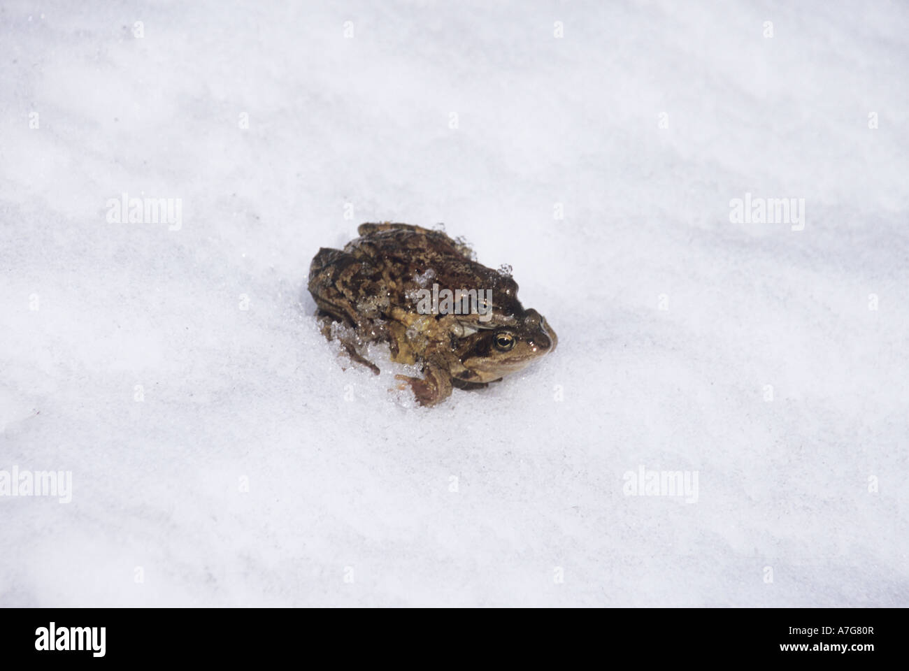 Mating frogs in the snow Stock Photo - Alamy