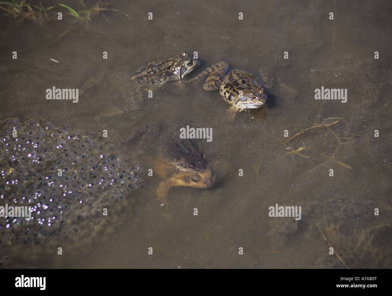 Frogs in a pool with their frogspawn during mating season in the Alps ...