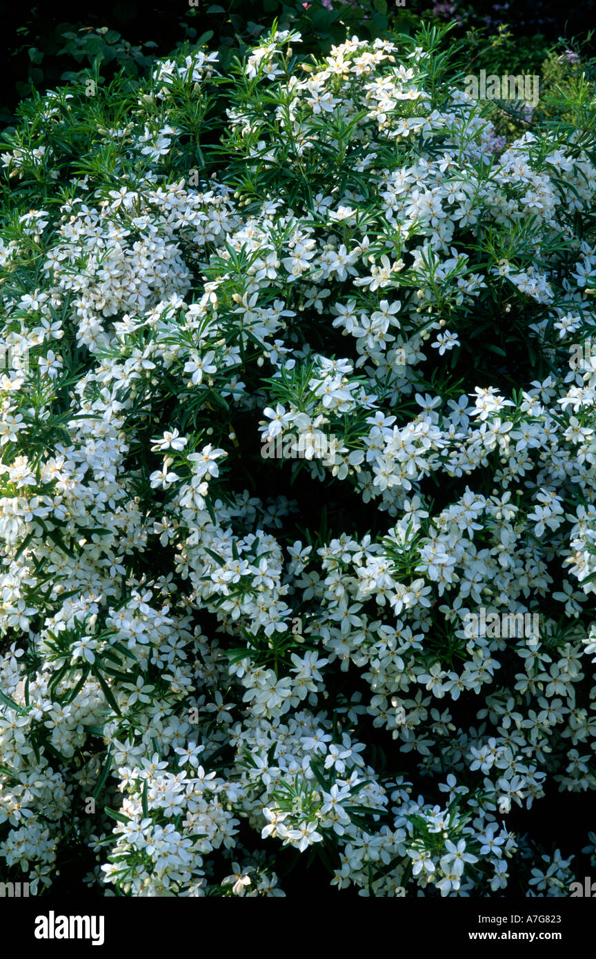 Aztec pearl flowers hi-res stock photography and images - Alamy