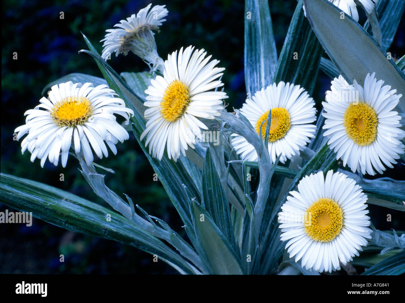 Celmisia spectabilis hi-res stock photography and images - Alamy