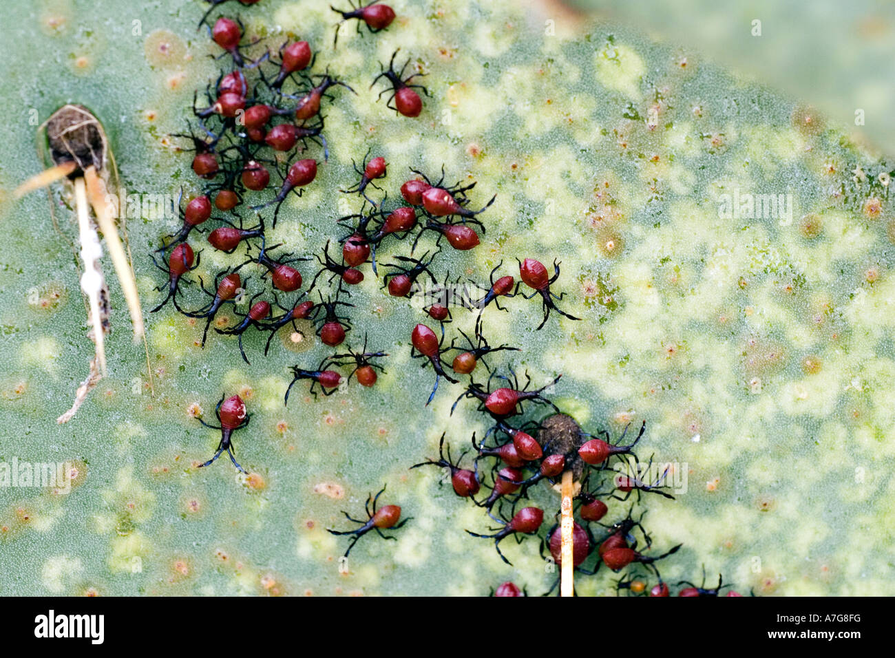 Cactus bug nymphs Chelinidea vittiger on prickly pear cactus Stock ...