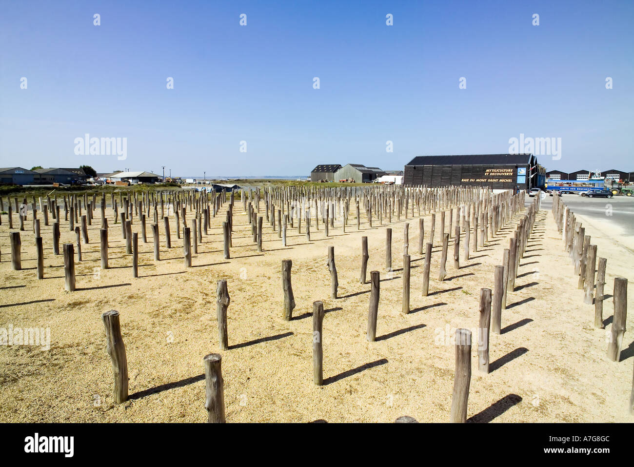 POLES USED FOR MUSSEL BREEDING AT ENTRANCE OF INDUSTRIAL PLANT LE ...