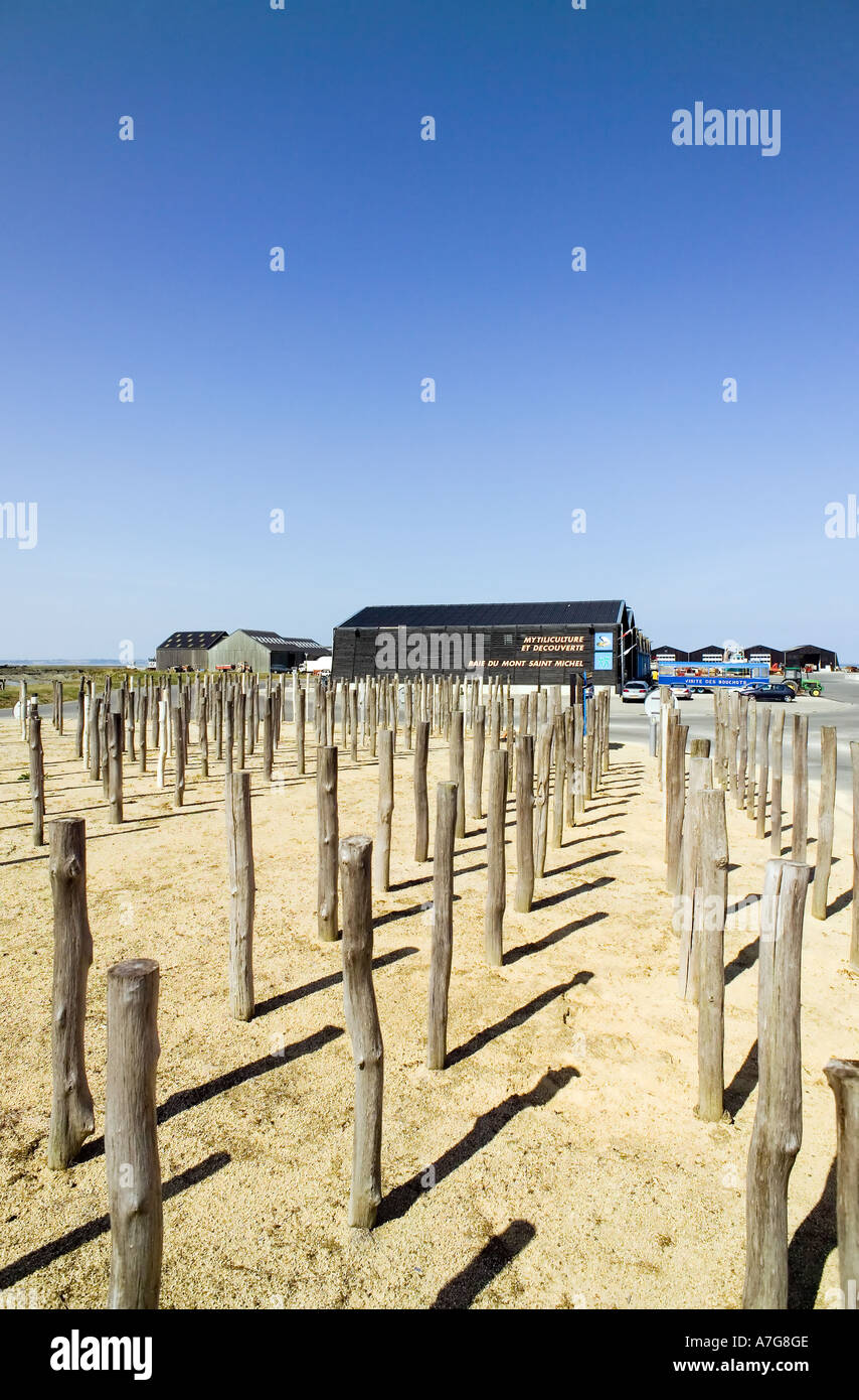 POLES USED FOR MUSSEL BREEDING AT ENTRANCE OF INDUSTRIAL PLANT LE ...