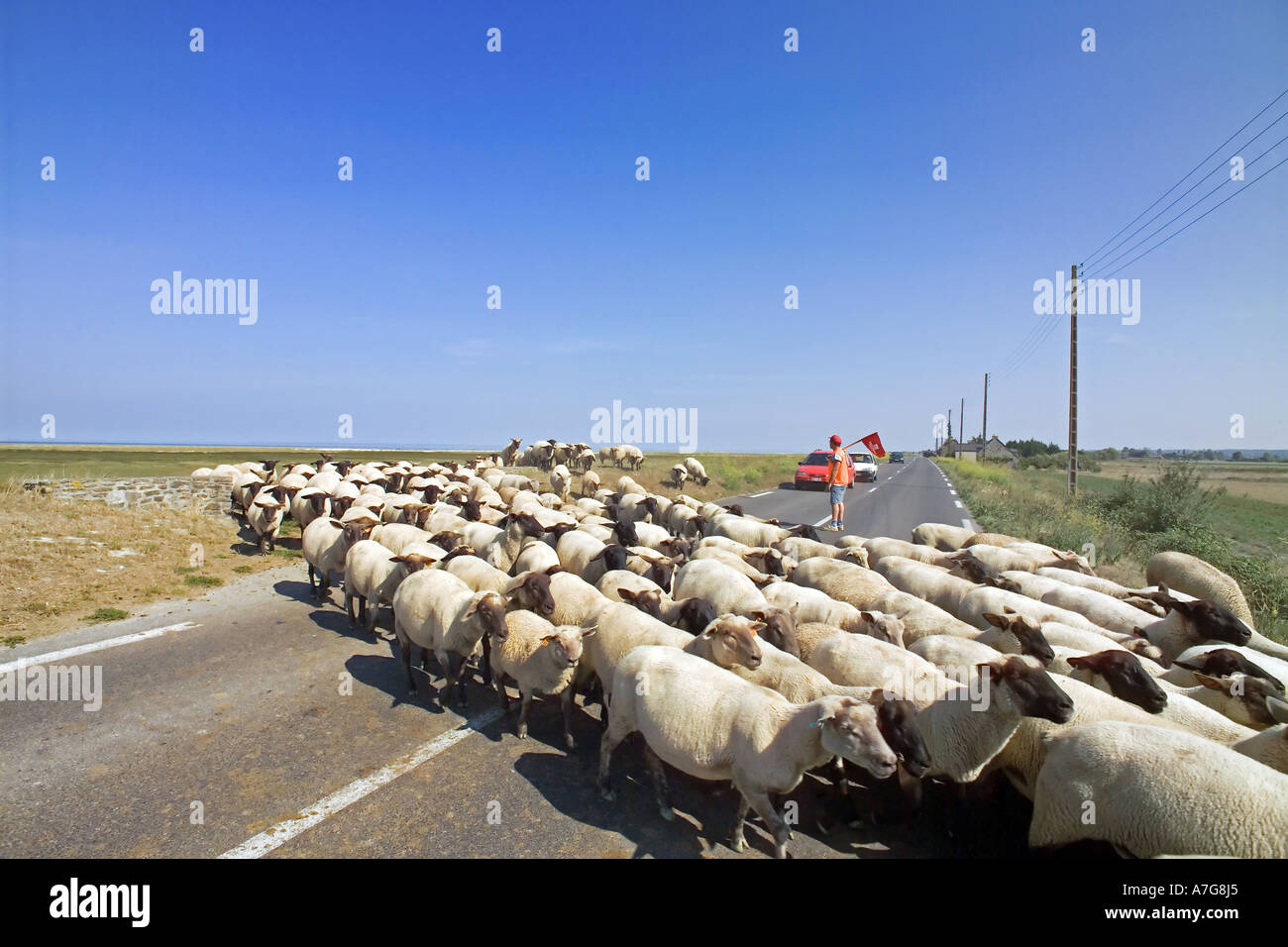 SHEEP CROSSING ROAD AND SHEPHERD STOPPING CAR TRAFFIC BRITTANY FRANCE ...