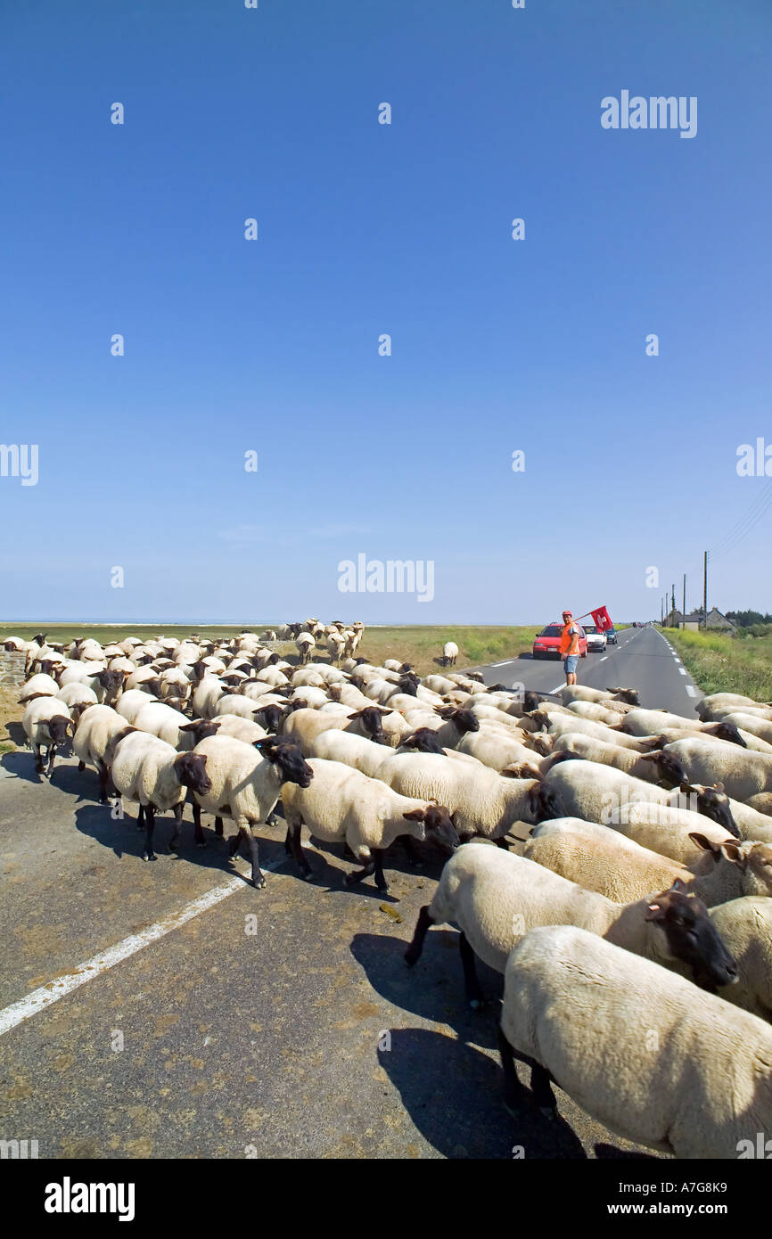 SHEEP CROSSING ROAD AND SHEPHERD STOPPING CAR TRAFFIC BRITTANY FRANCE Stock Photo - Alamy