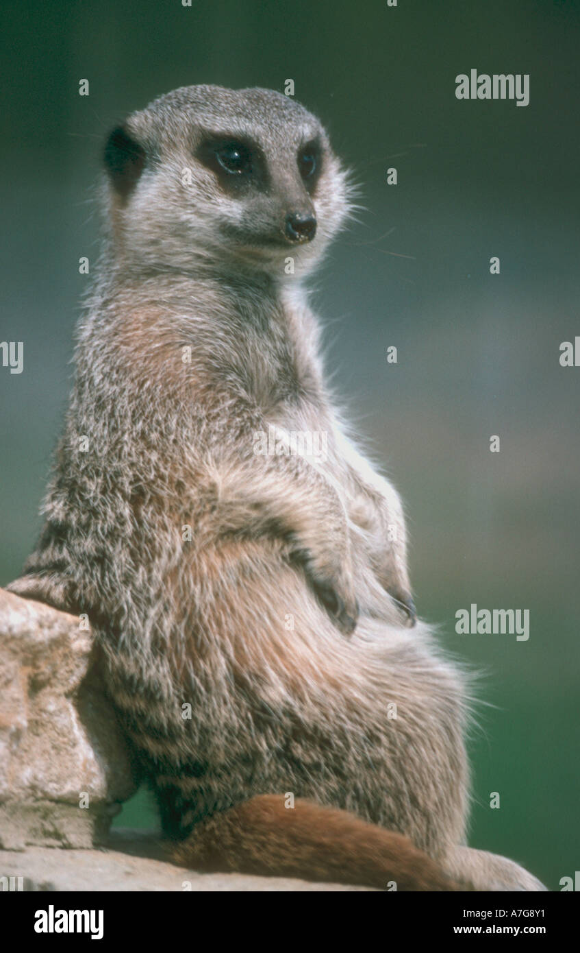 Meerkat in zoo animal hi-res stock photography and images - Alamy