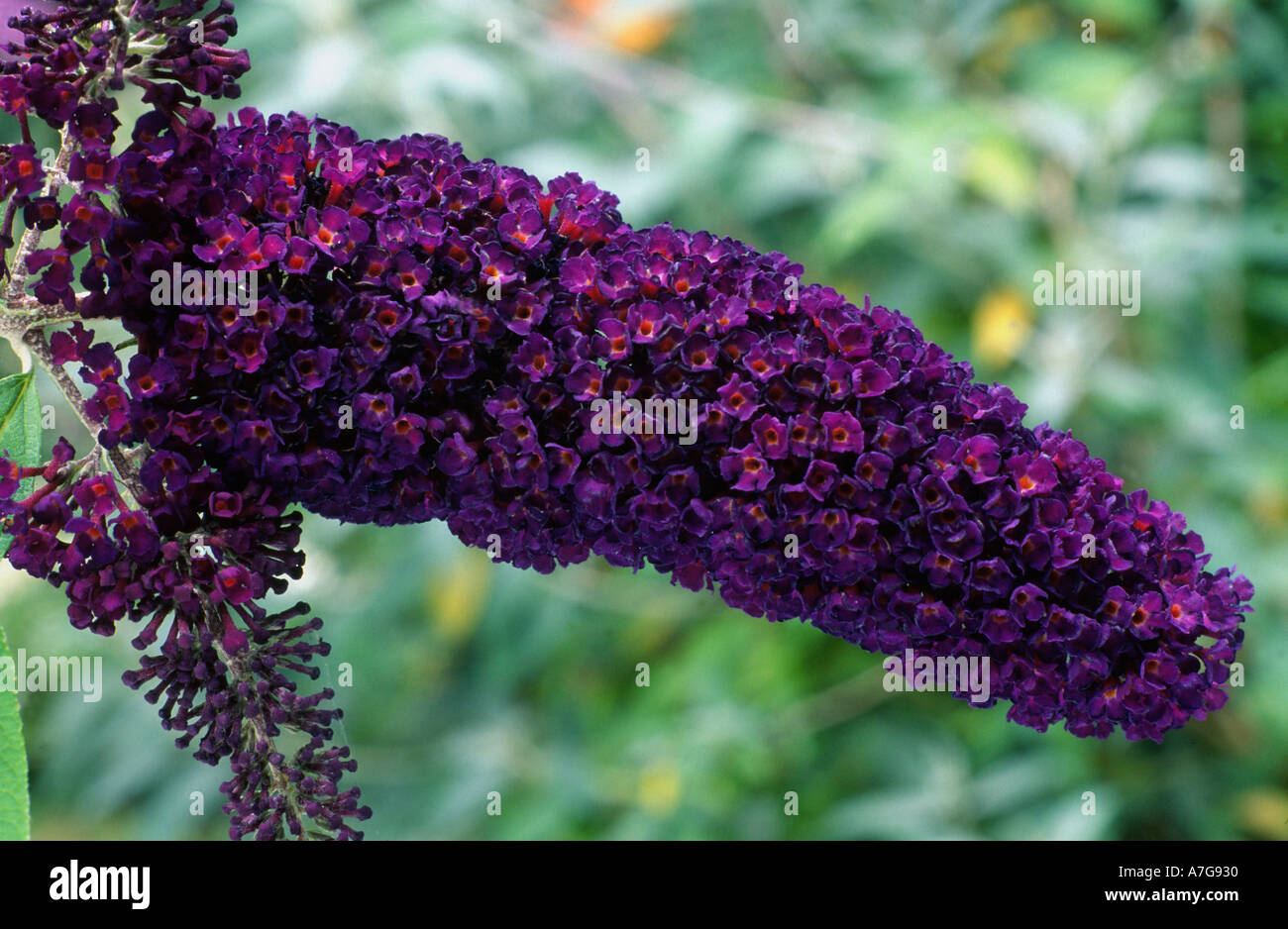 Black night butterfly bush hi-res stock photography and images - Alamy