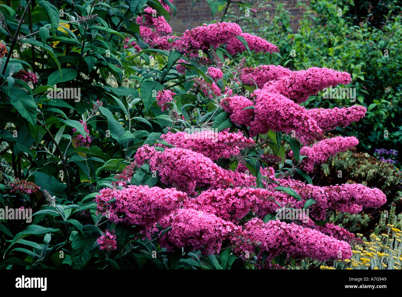 Pink delight buddleia hi-res stock photography and images - Alamy