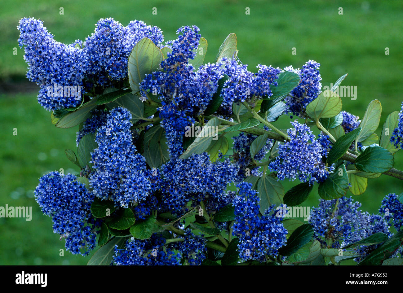 Ceanothus Arboreus Trewithen Blue High Resolution Stock Photography and ...