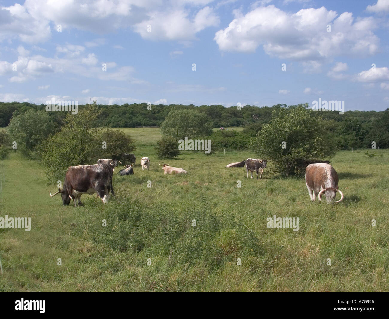 Cattle grazing Chingford Plain Epping Forest Stock Photo - Alamy